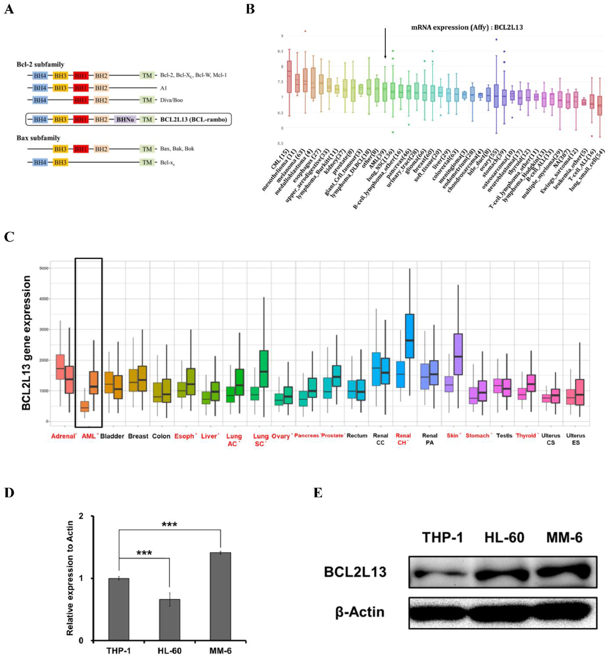 BCL2L13 protein prevents apoptosis in acute myeloid leukemia cells