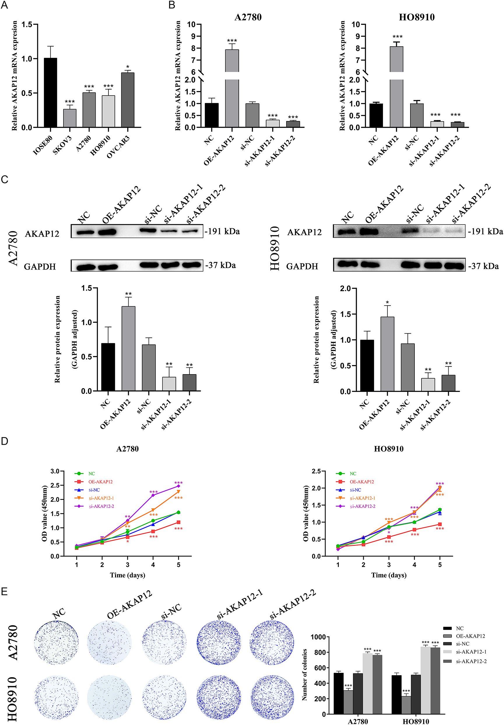 AKAP12 inhibits the proliferation of ovarian cancer by activating the ...