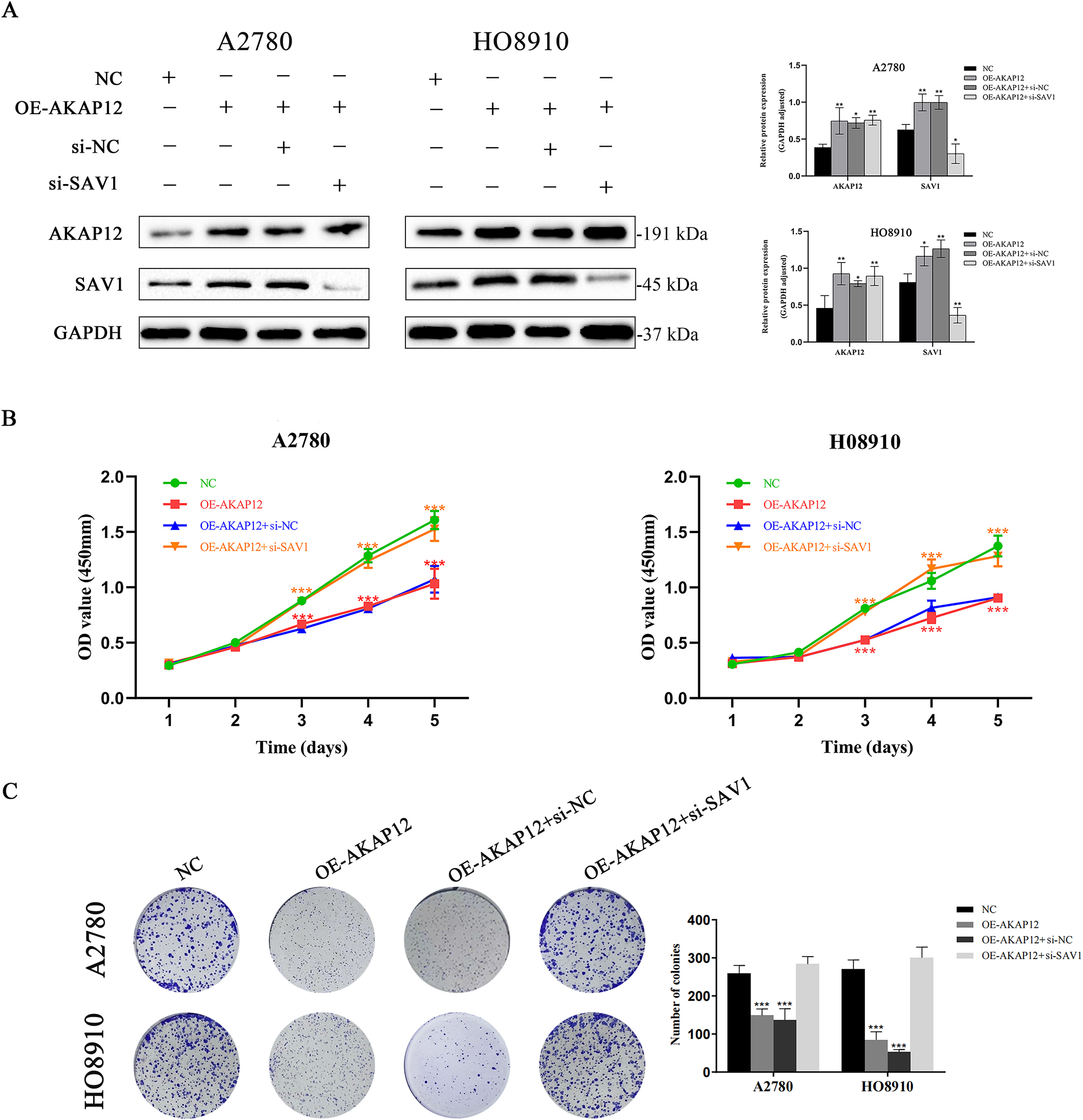 AKAP12 inhibits the proliferation of ovarian cancer by activating the ...