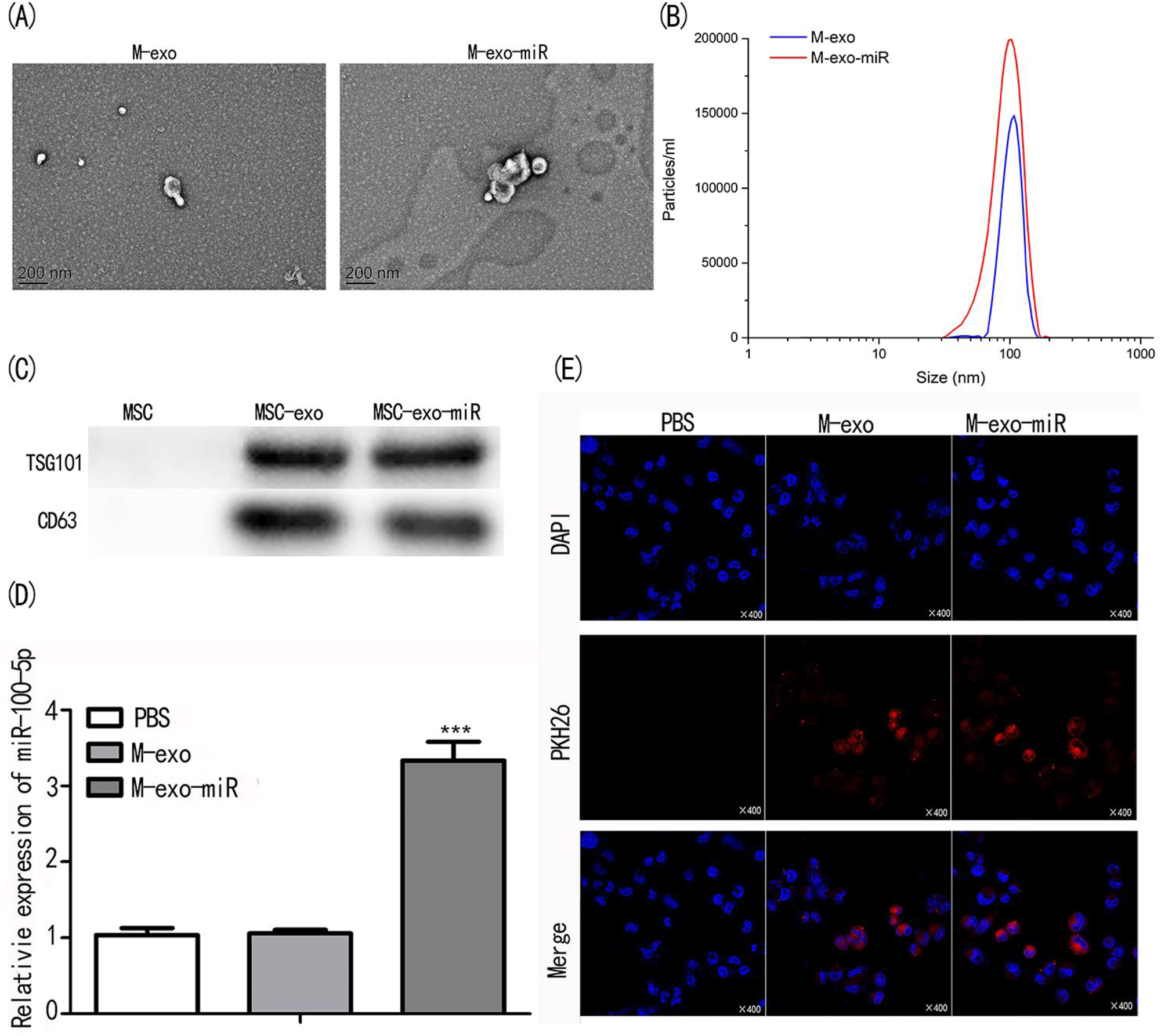 MiR-100-5p transfected MSCs-derived exosomes can suppress...