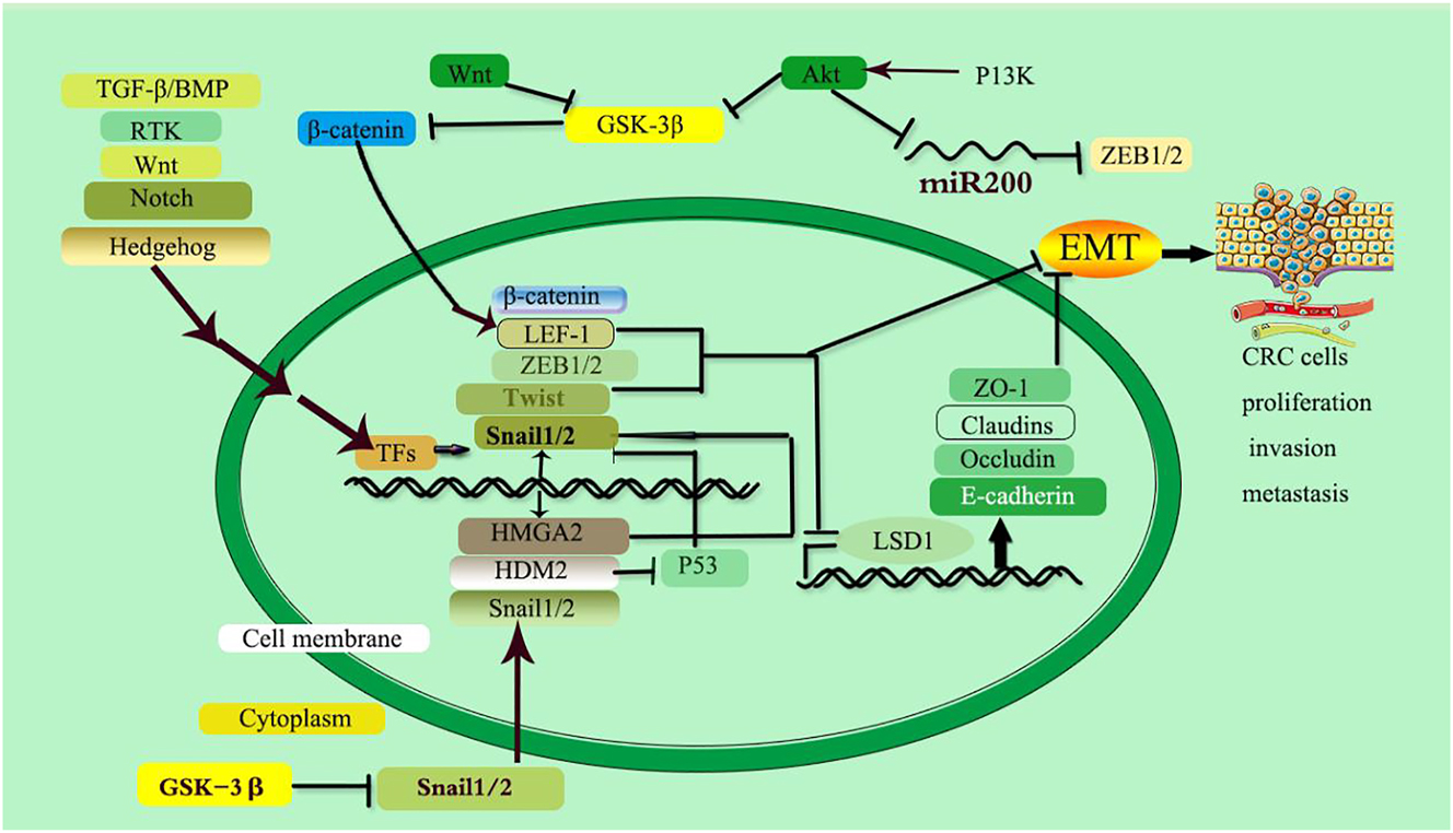 Overview and new insights of lysine-specific histone demethylase 1 in ...