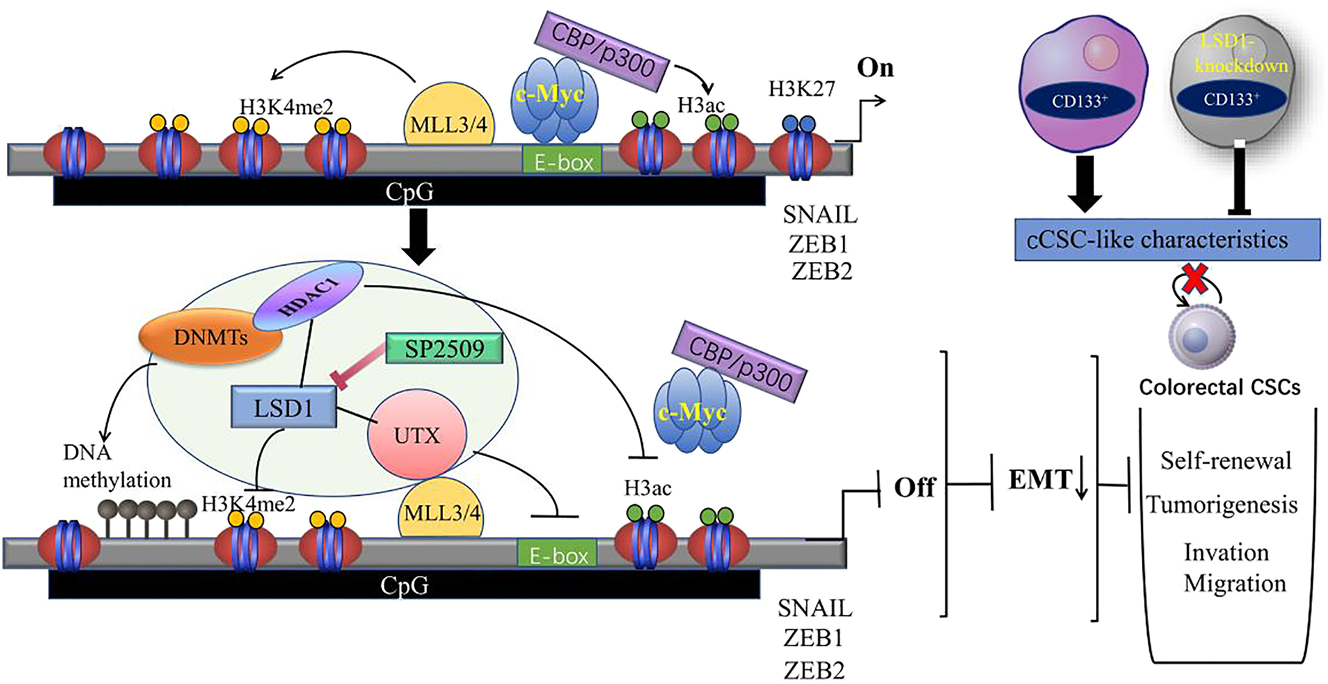 Overview and new insights of lysine-specific histone demethylase 1 in ...