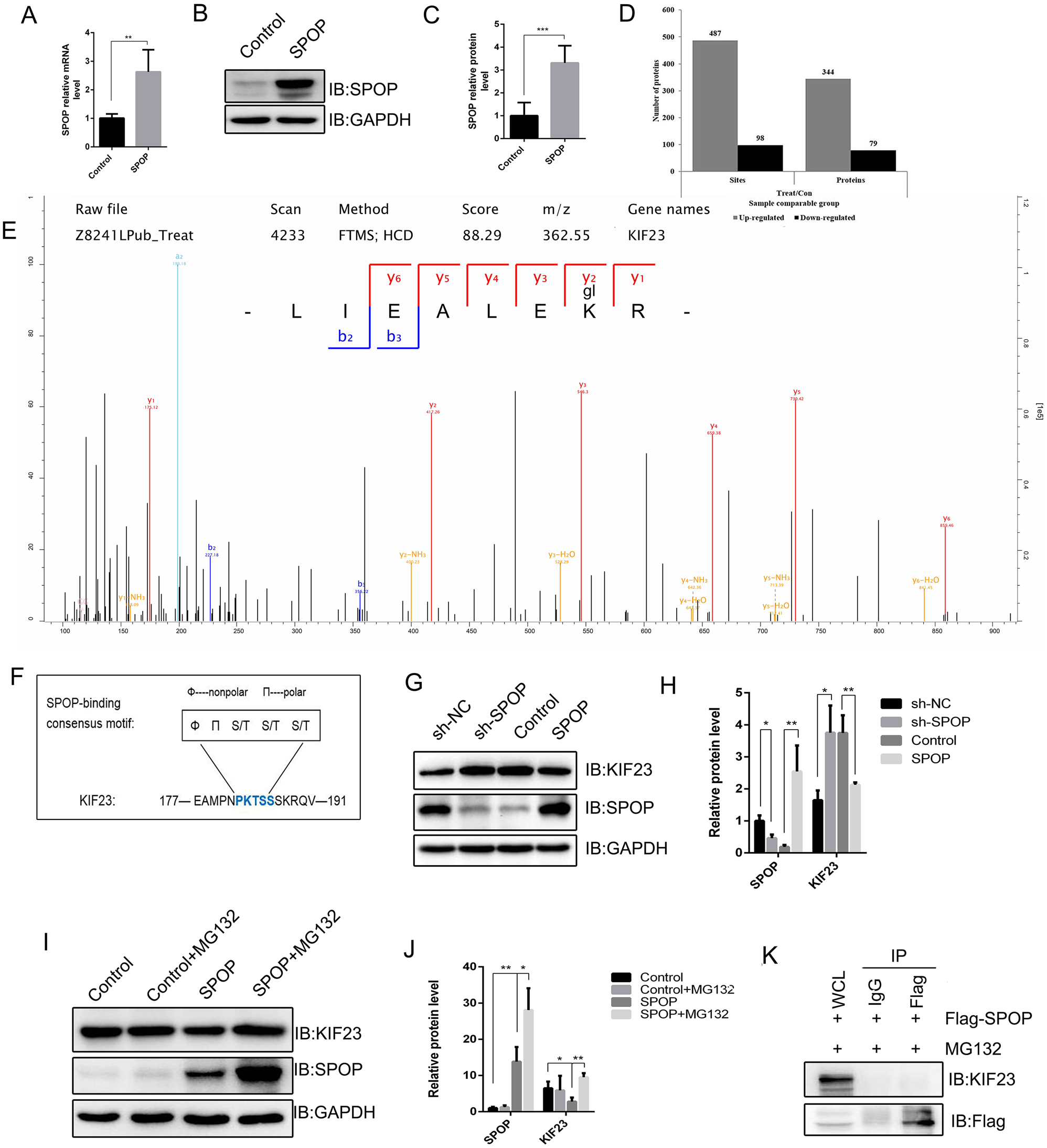 SPOP attenuates the proliferation, invasion, and migration of ...