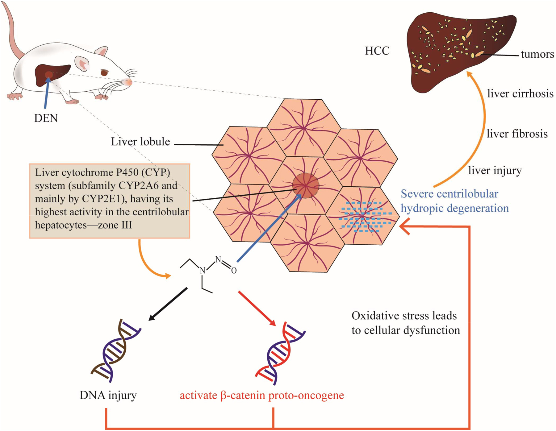 Establishment and refinement of a DEN-induced hepatocellular carcinoma ...