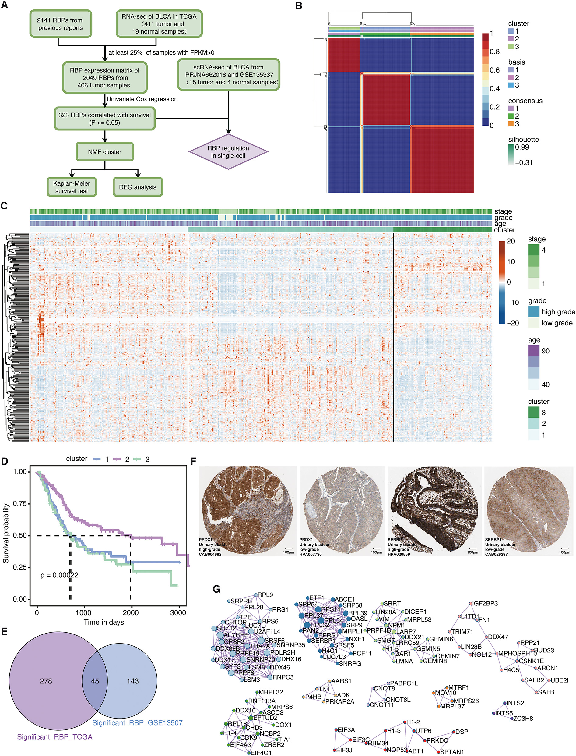 Single-cell RNA-binding protein pattern-mediated molecular subtypes ...