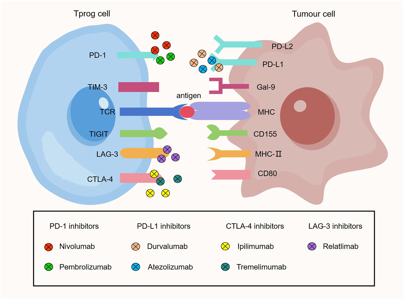 Clinical applications and perspectives of immune checkpoint inhibitors ...