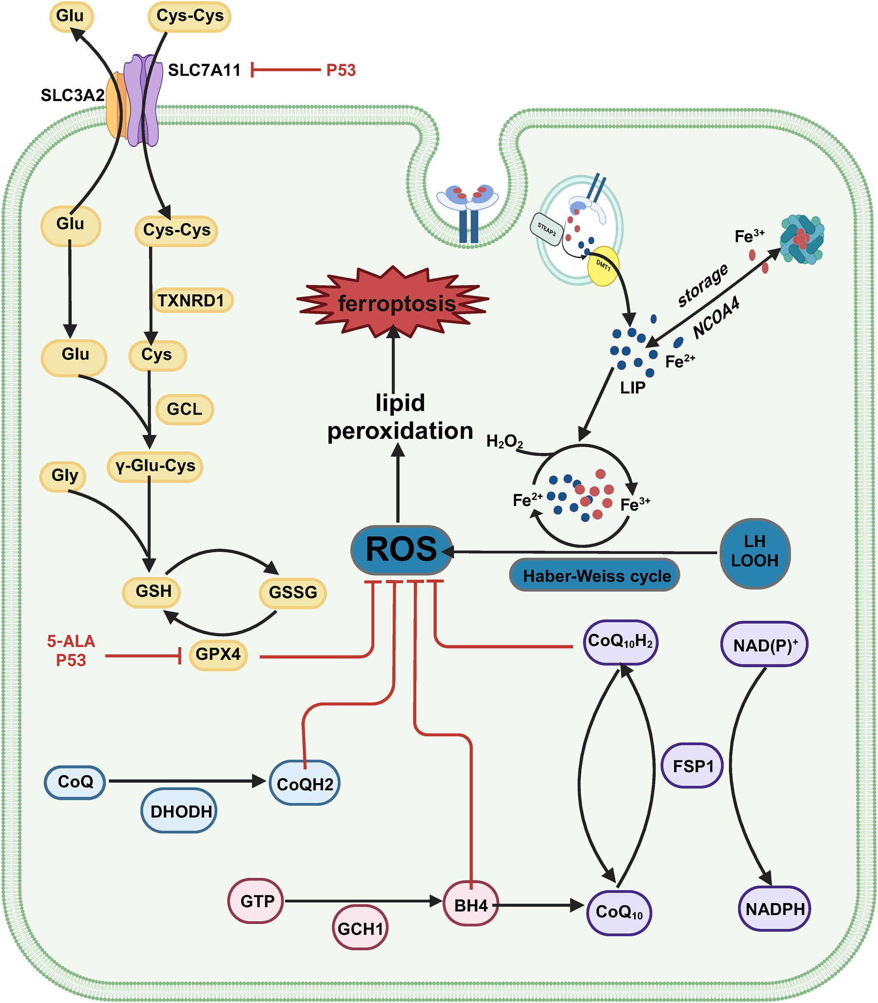 Exploring the interplay between iron metabolism imbalance and ...