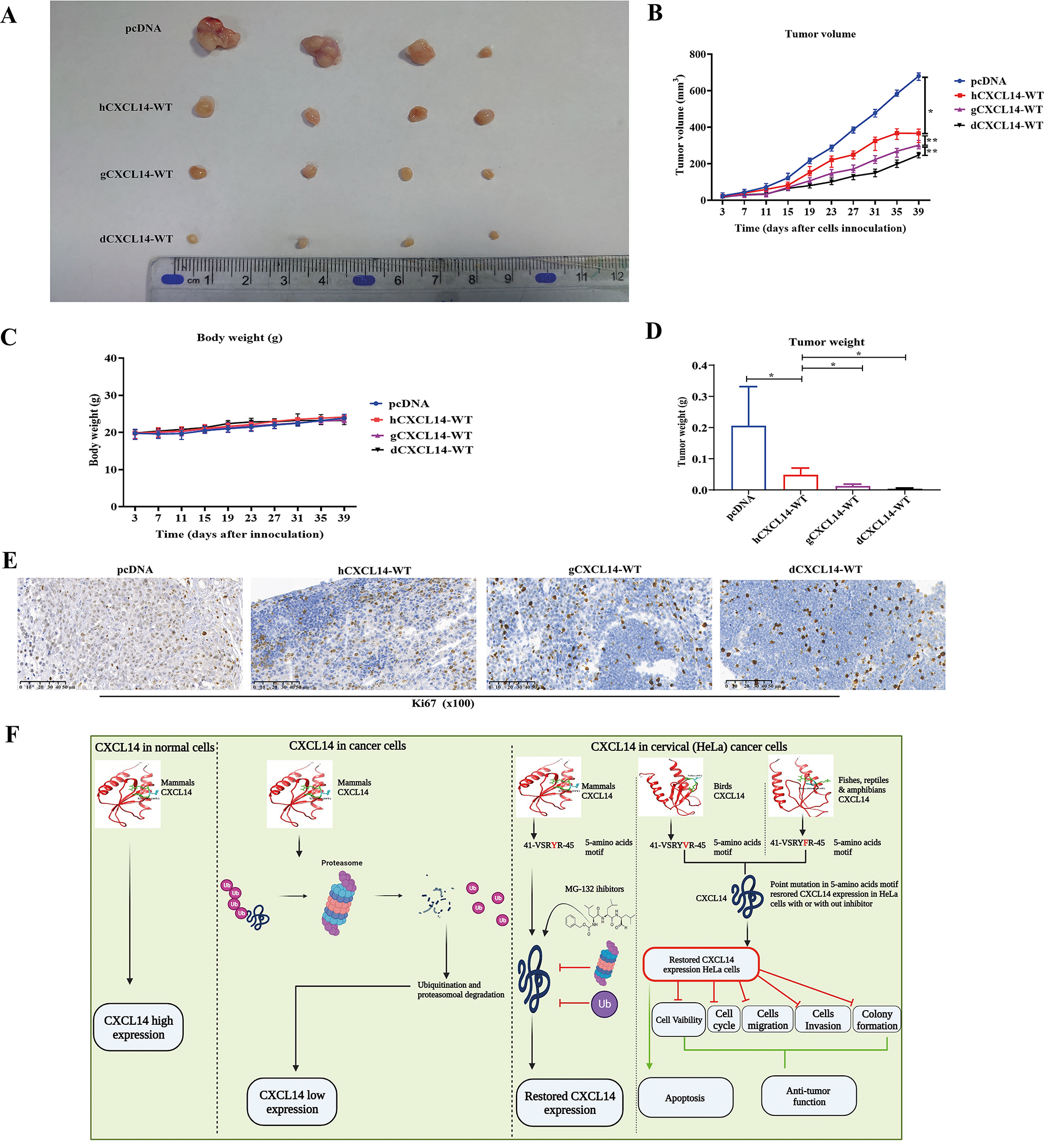 The Y44 residue point mutation in CXCL14 reveals the sign...