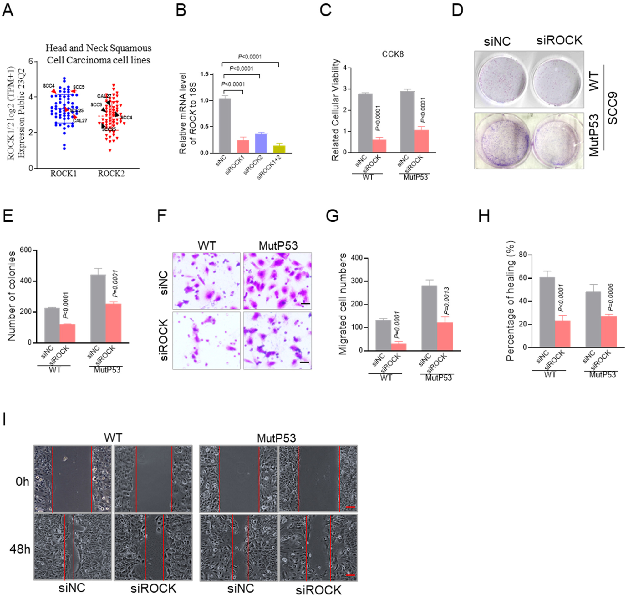 Y27632 induces tongue squamous cell carcinoma cell apoptosis through ...