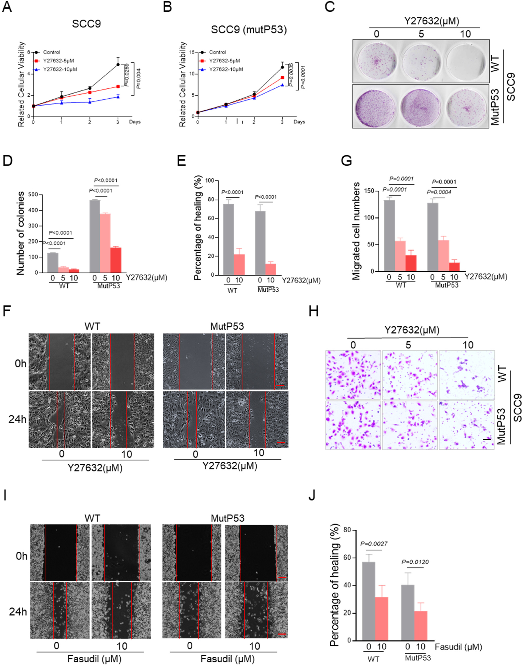 Y27632 induces tongue squamous cell carcinoma cell apoptosis through ...