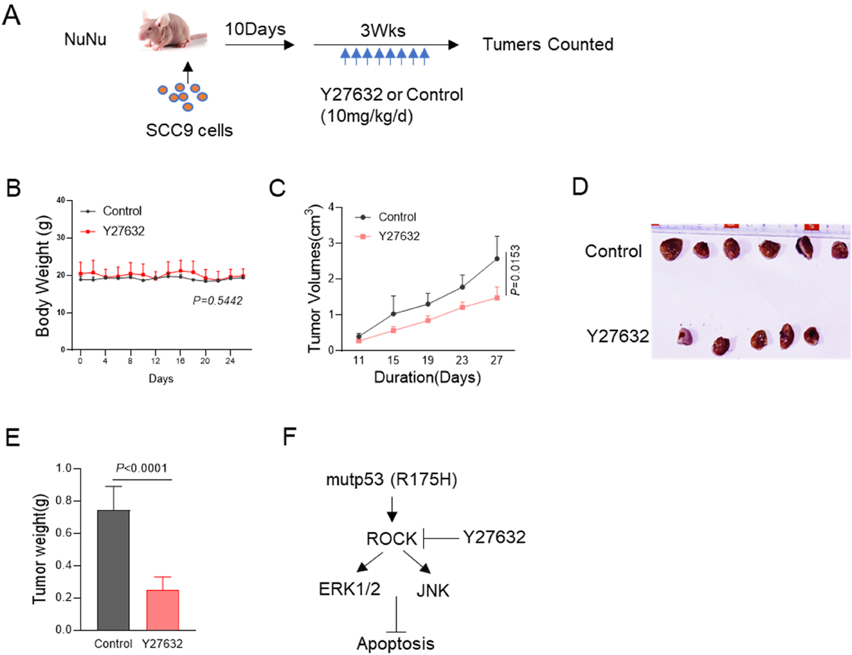 Y27632 induces tongue squamous cell carcinoma cell apoptosis through ...