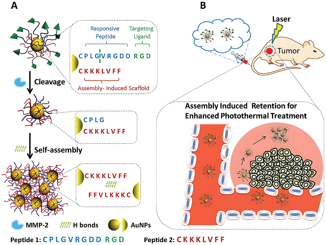 Targeting tumor microenvironments with gold nanoparticles...
