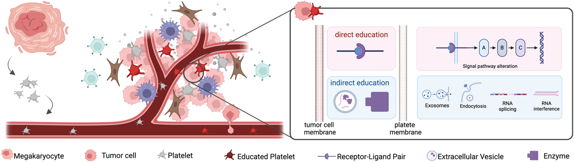 Unveiling the hidden role of tumor-educated platelets in cancer: a ...