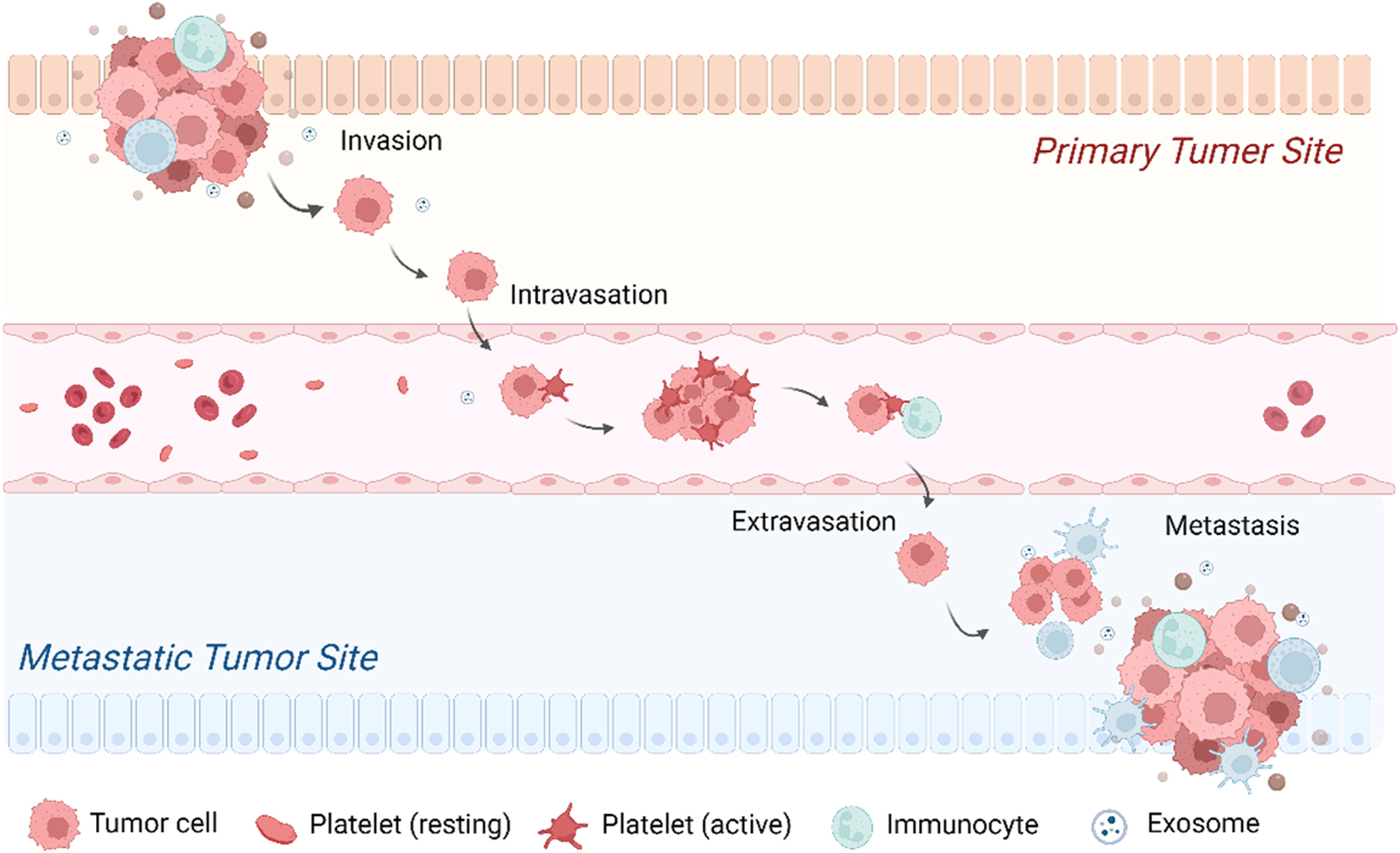 Unveiling the hidden role of tumor-educated platelets in cancer: a ...