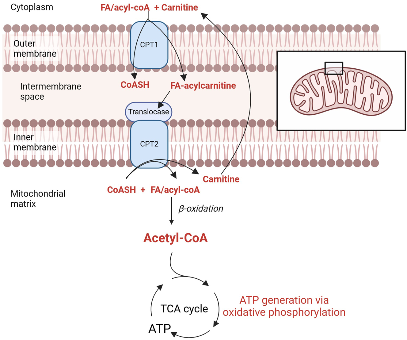Multiple roles of mitochondria in tumorigenesis and treatment: from ...