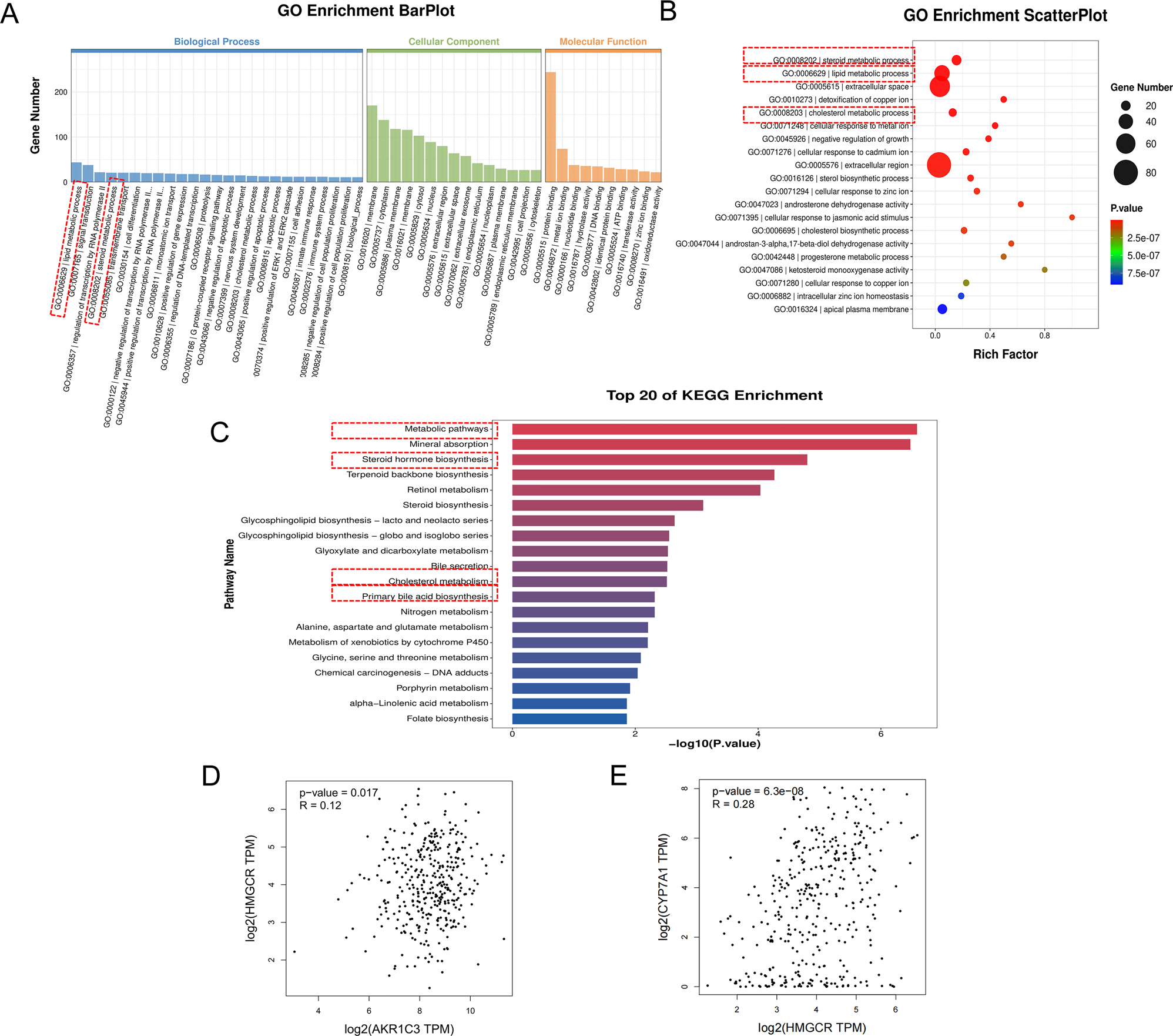 AKR1C3 promotes bile acid production and contributes to the occurrence ...