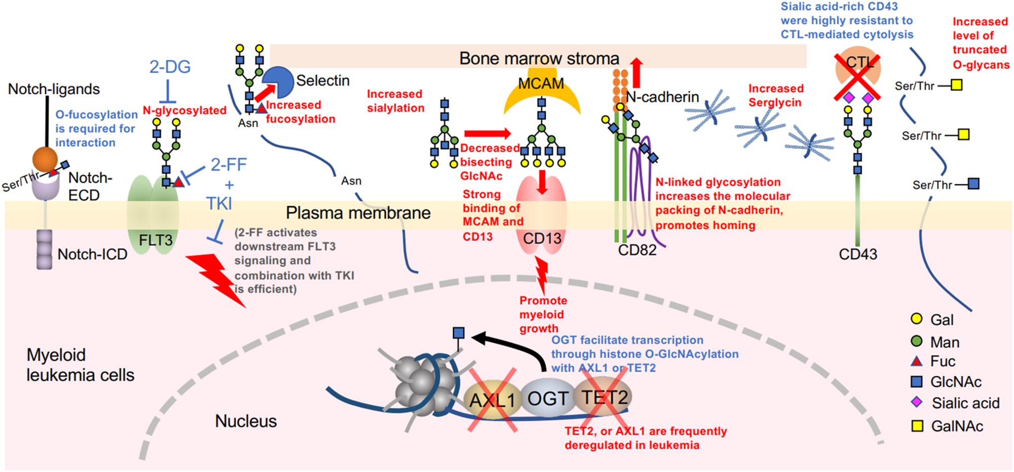 A mini-review: the role of glycosylation in acute myeloid...
