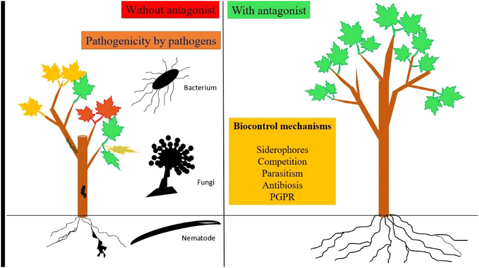 Microbial antagonists against plant pathogens in Iran: A review