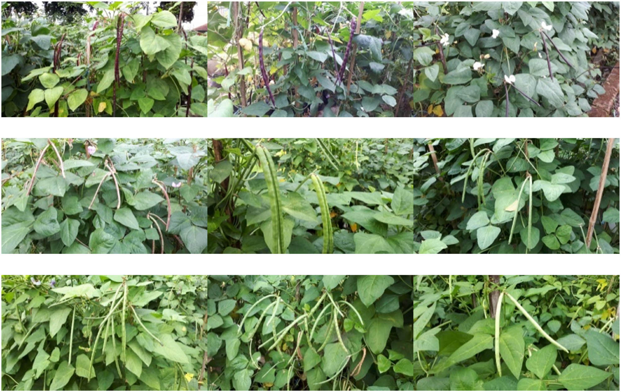 Morphological diversity, correlation studies, and multiple-traits ...