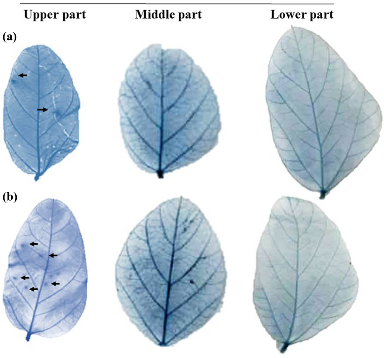 Pseudomonas fluorescens SP007s enhances defense responses against the ...