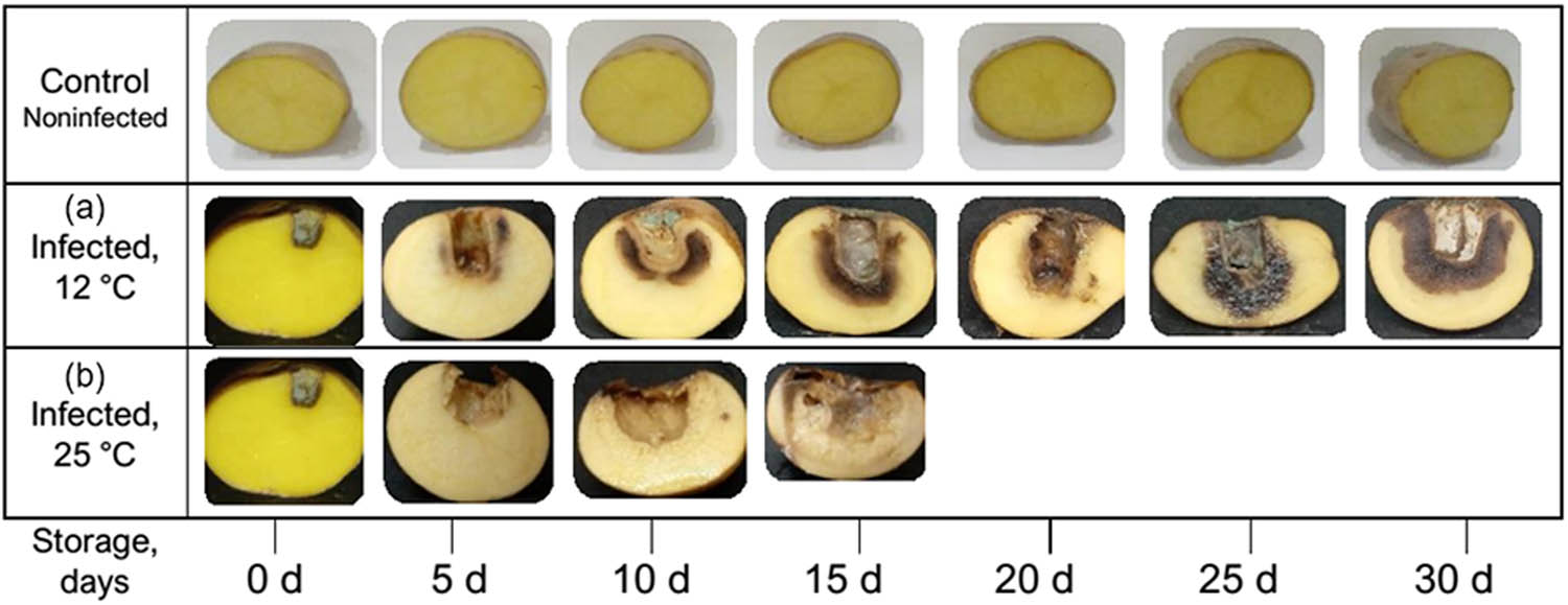 Detection of Fusarium spp. infection in potato (Solanum tuberosum L ...