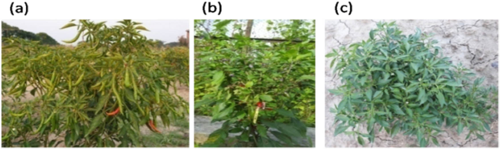 Morphological and yield trait-based evaluation and selection of chili ...