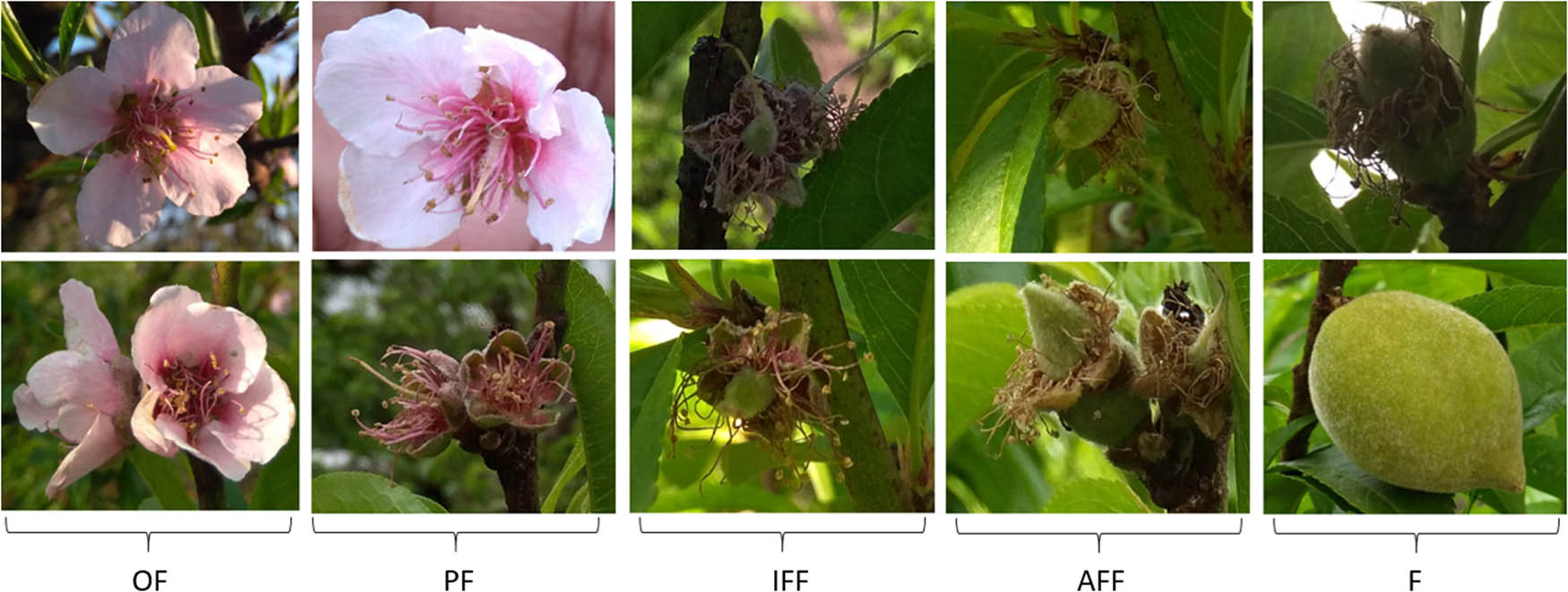 Phenological stages analysis in peach trees using electronic nose