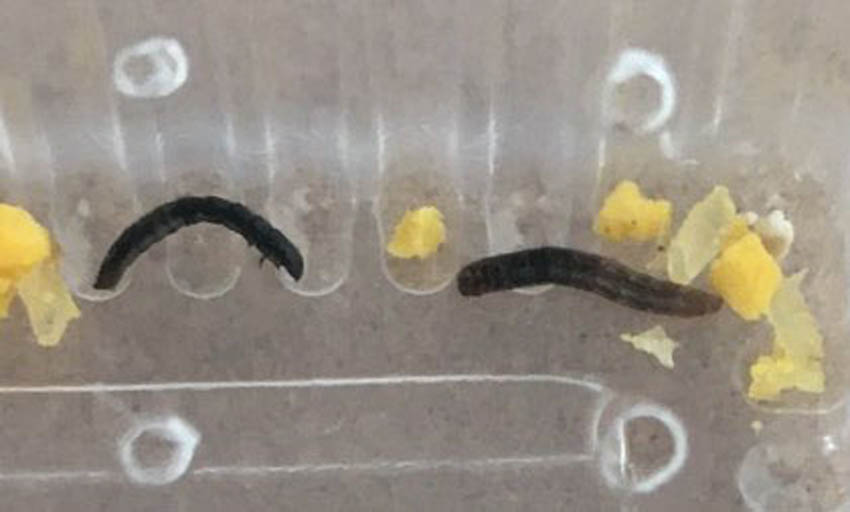 Bacillus thuringiensis strains with high insecticidal activity against ...