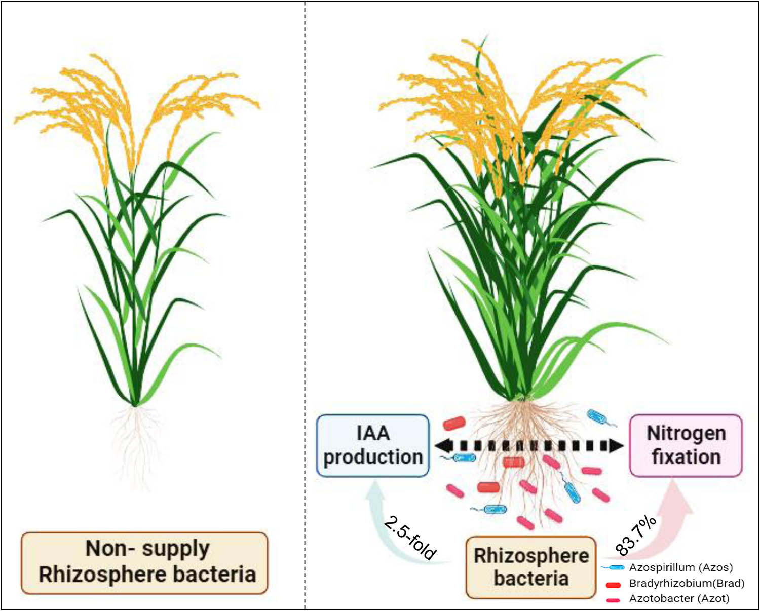 Harnessing synthetic microbial communities with nitrogen-...