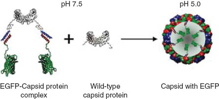 Challenges to large molecular encapsulation