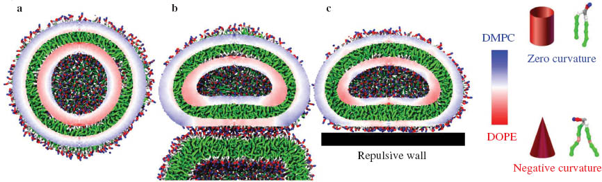 Effective interaction between small unilamellar vesicles as probed by ...