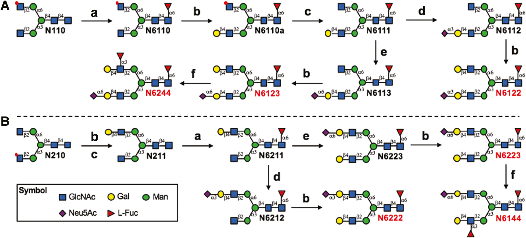 FUT8: from biochemistry to synthesis of core-fucosylated N-glycans
