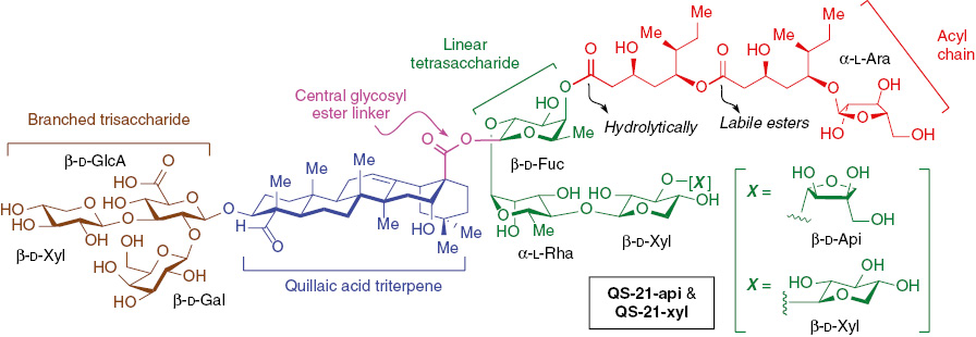 Design, synthesis and evaluation of optimized saponin variants derived from the vaccine adjuvant ...