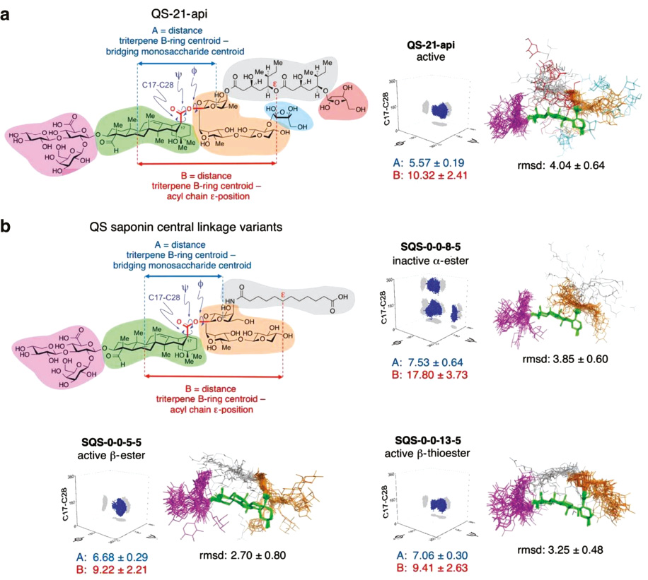 Design, synthesis and evaluation of optimized saponin variants derived from the vaccine adjuvant ...