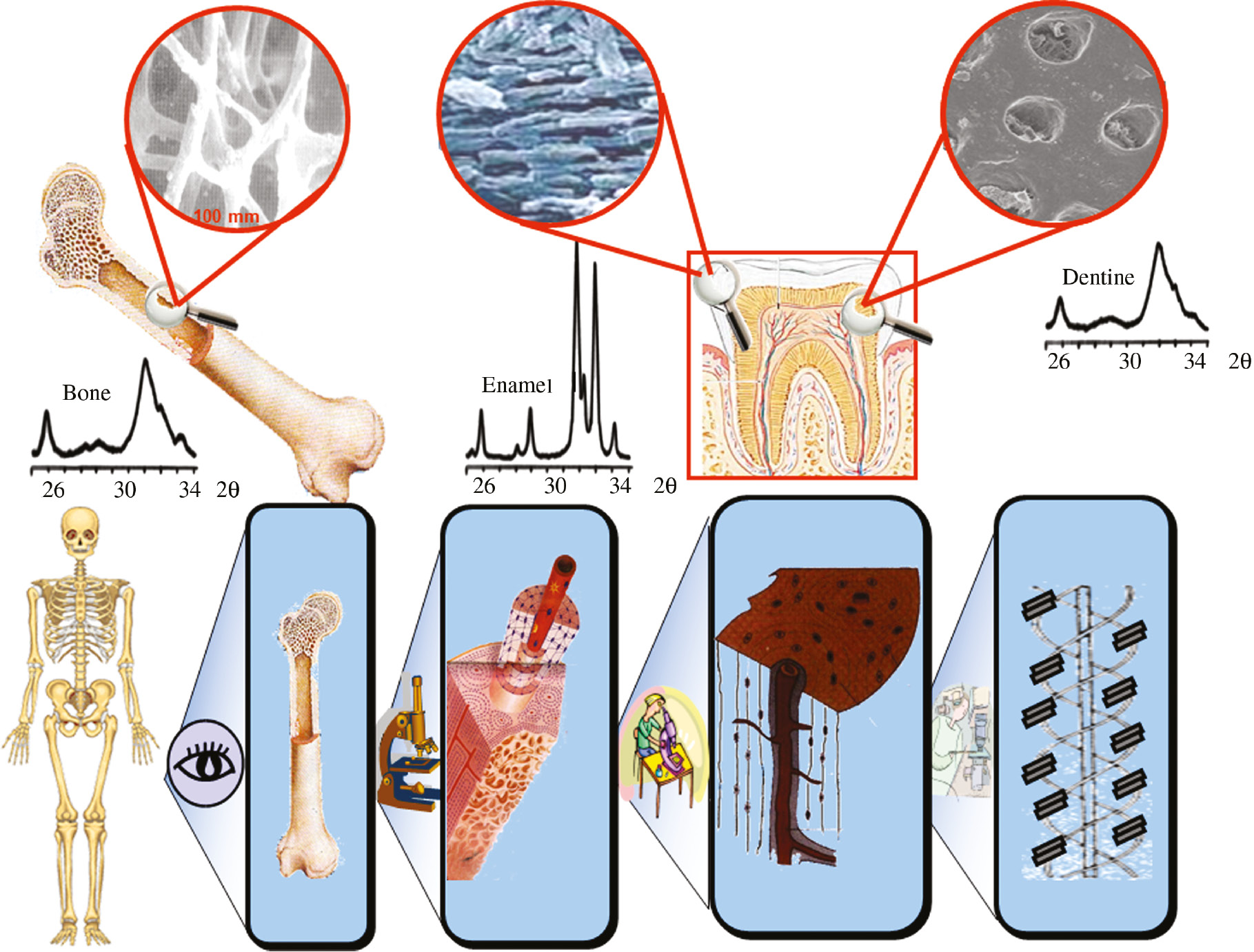 Bioceramics: from bone substitutes to nanoparticles for drug delivery