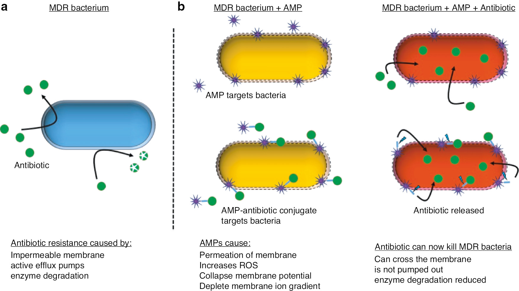 Combating bacterial resistance by combination of antibiotics with ...