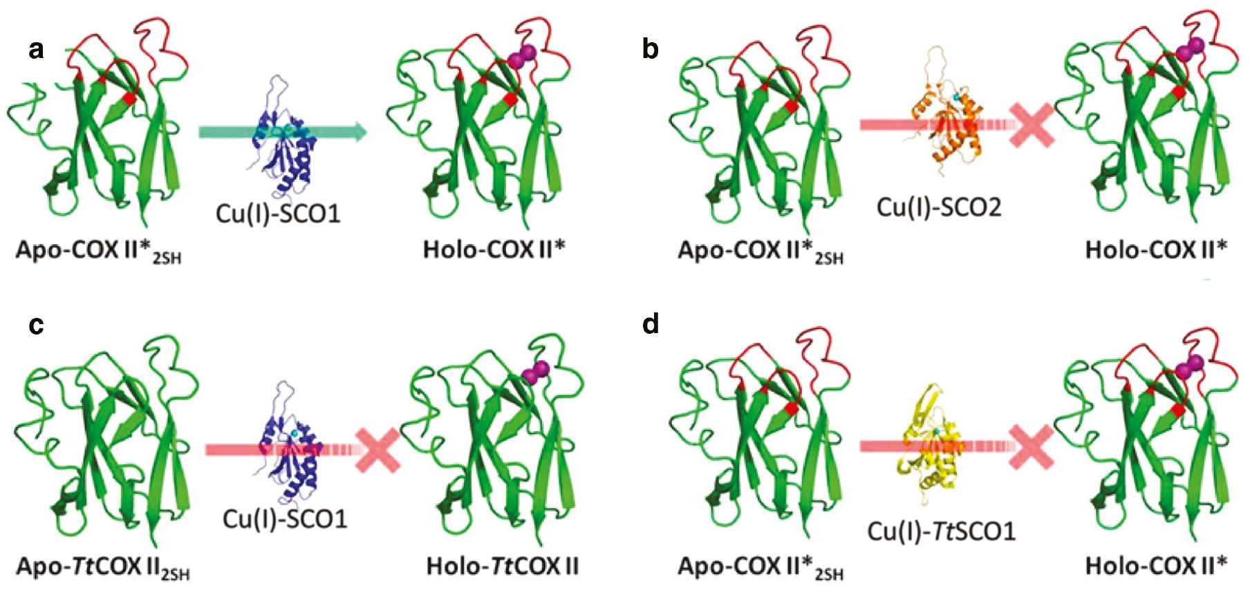 Metal cofactors trafficking and assembly in the cell: a molecular view