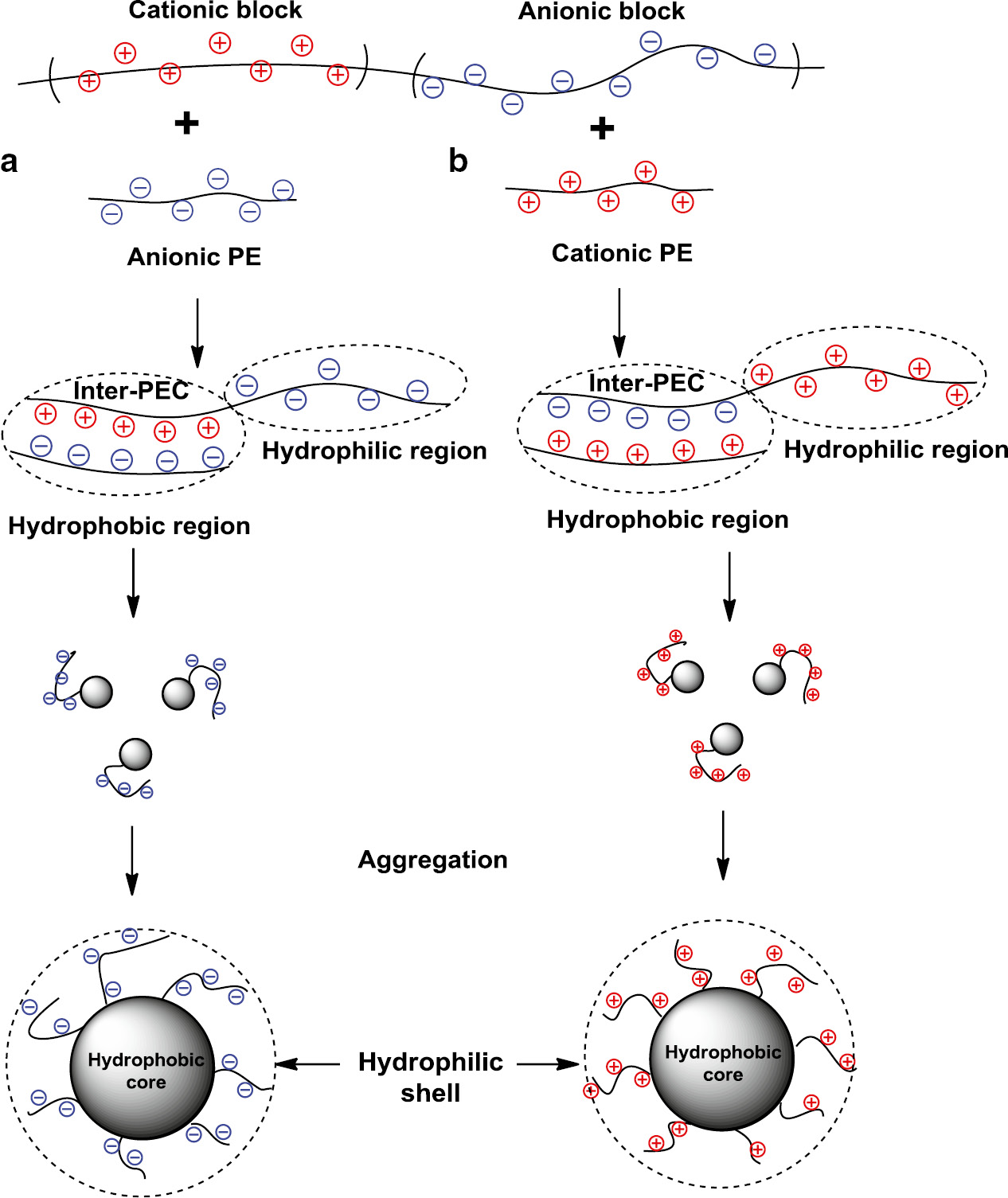 Macromolecular complexes of polyampholytes