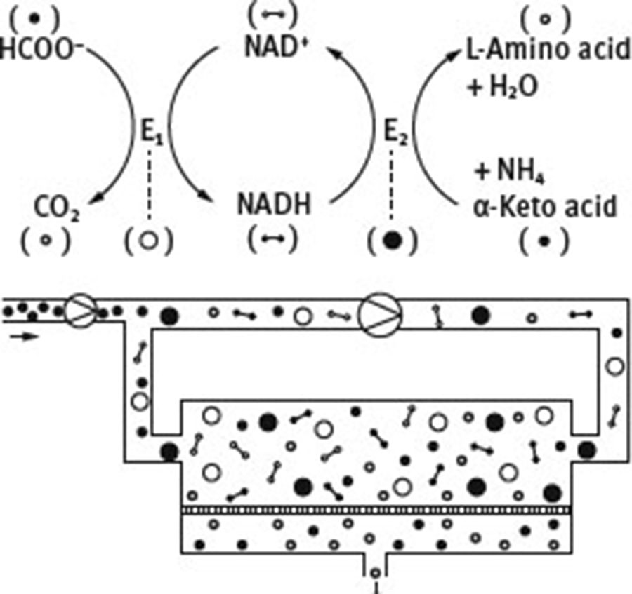 Biocatalytic membrane reactors (BMR)