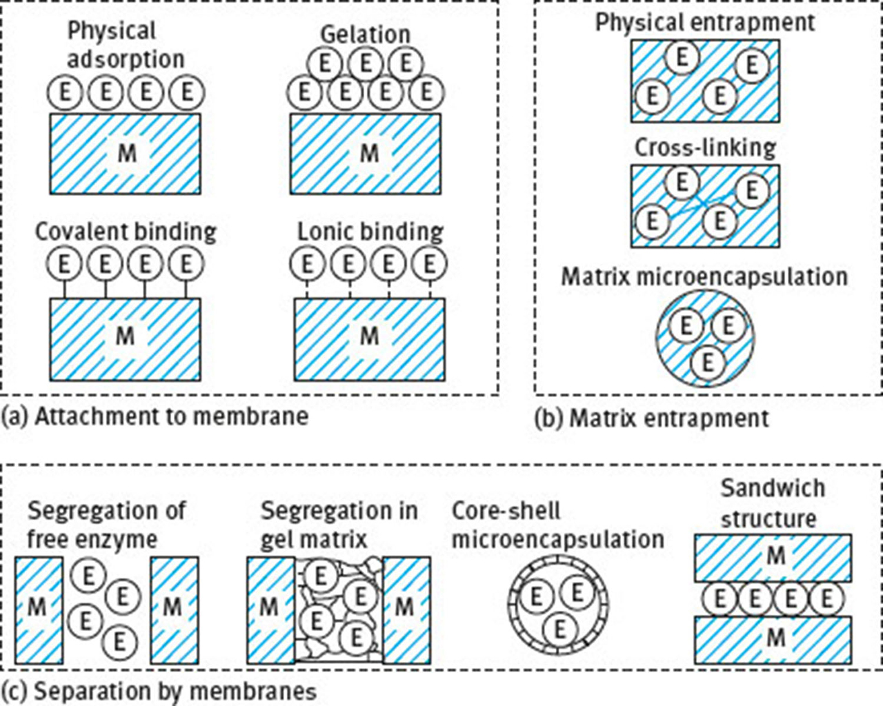 Biocatalytic membrane reactors (BMR)