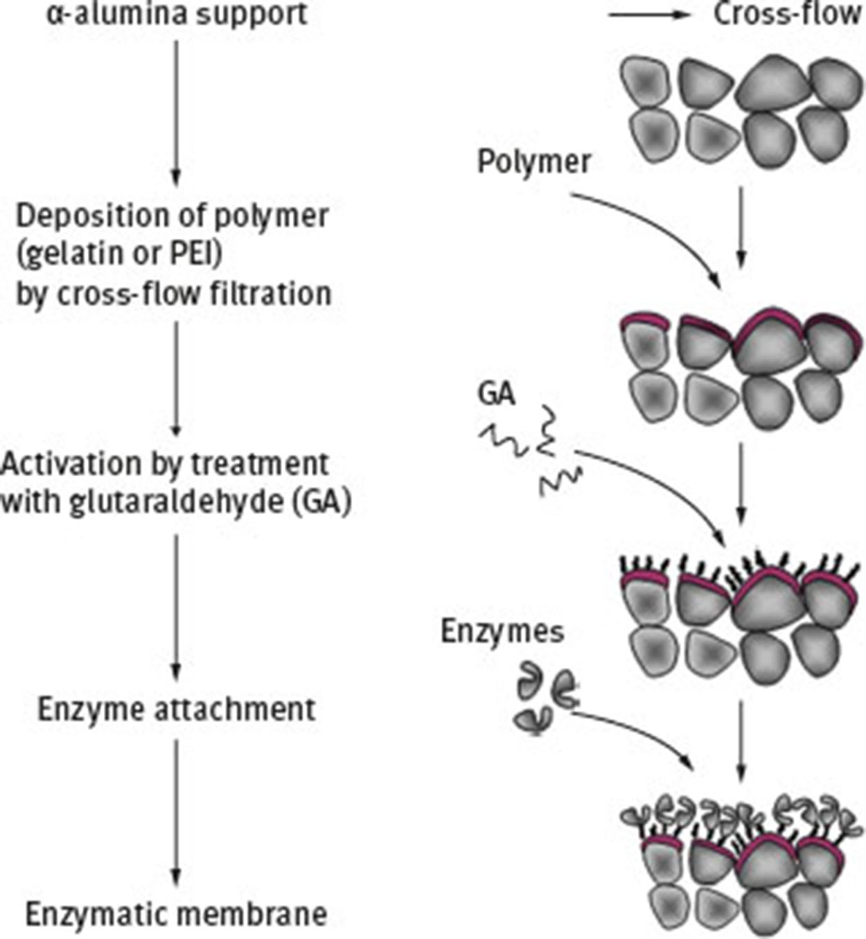 Biocatalytic membrane reactors (BMR)