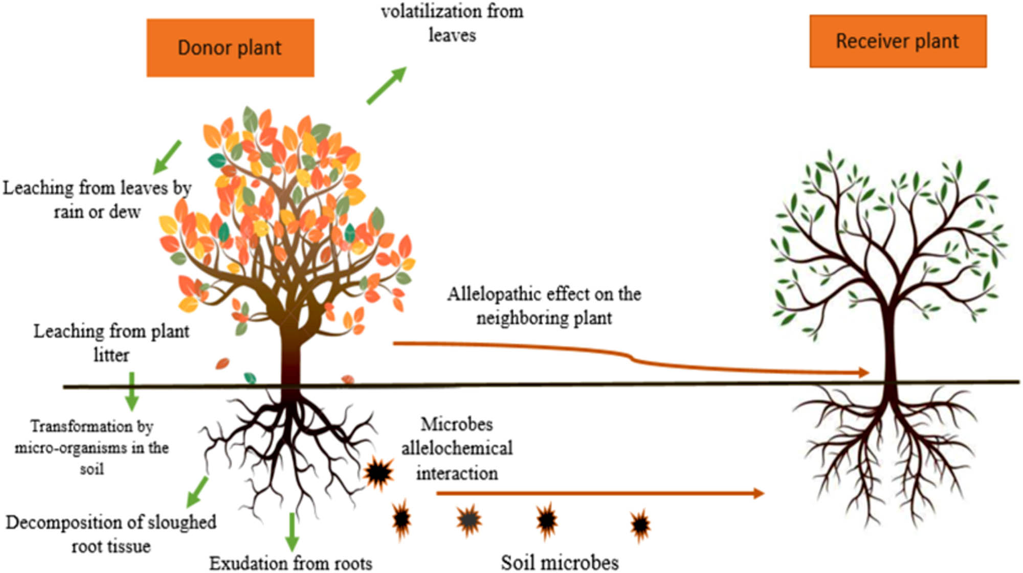 Synthesis and extraction routes of allelochemicals from p...