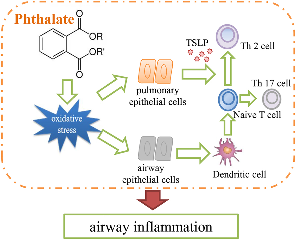 Phthalate exposure and lung disease: the epidemiological evidences ...
