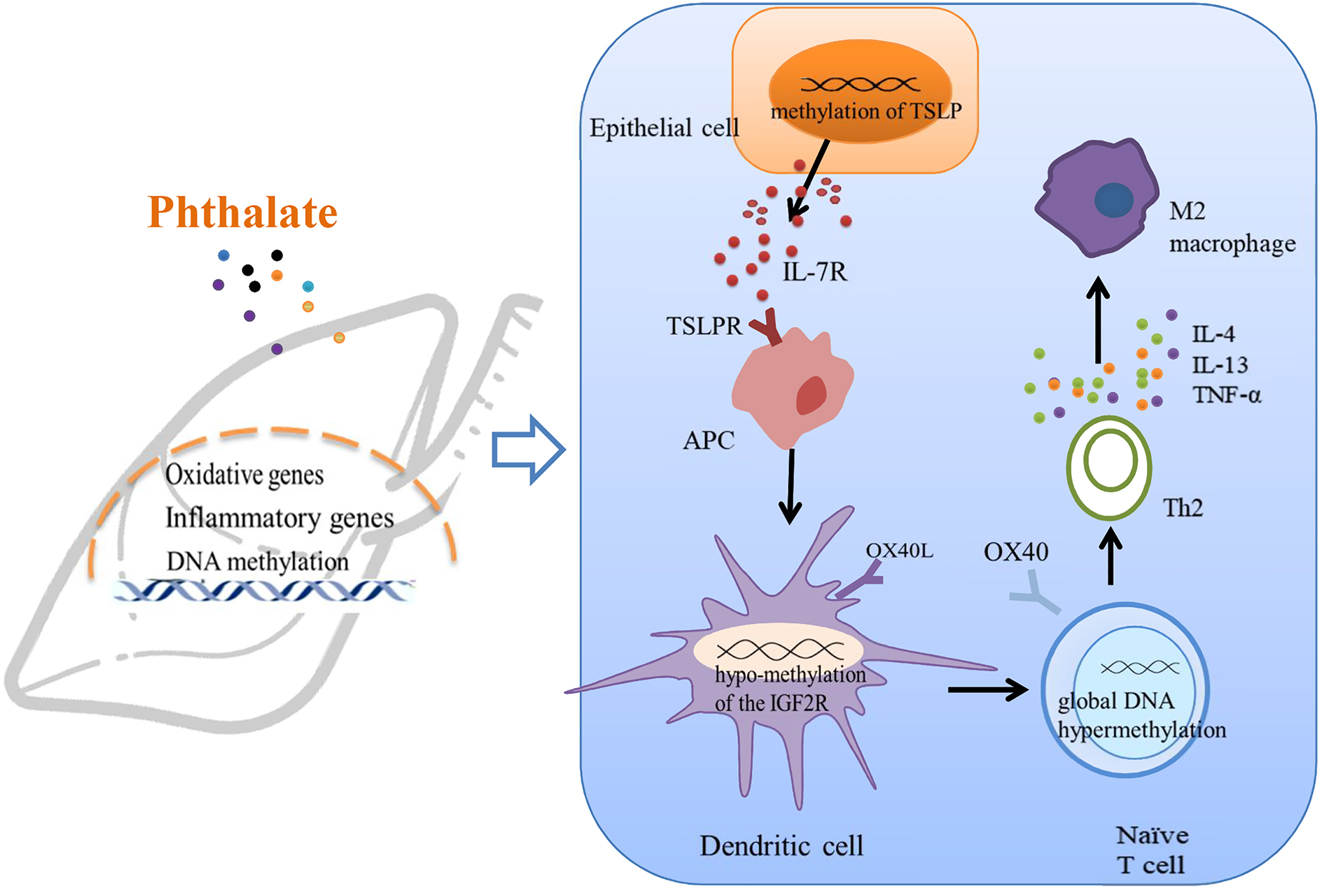 Phthalate exposure and lung disease: the epidemiological evidences ...