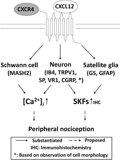 CXCL12/CXCR4 axis: an emerging neuromodulator in pathological pain
