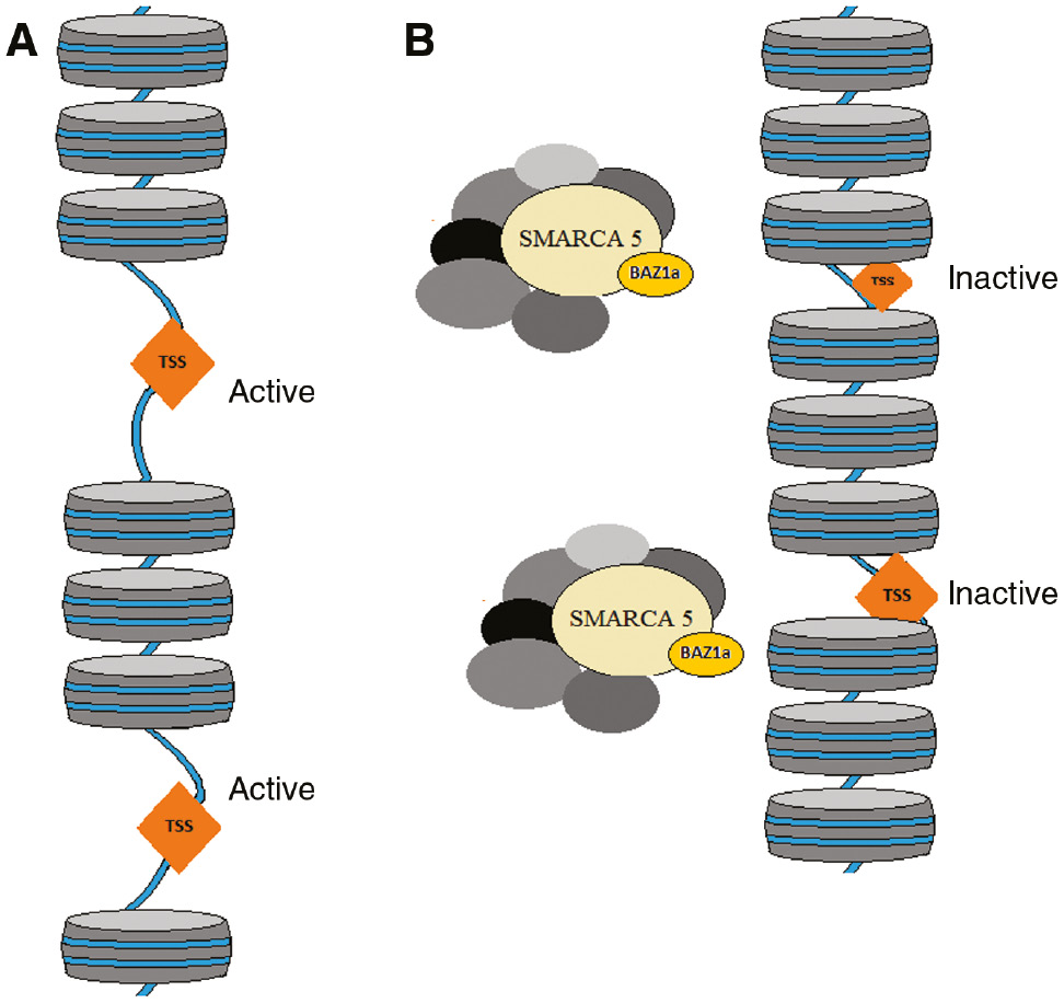 Epigenetic mechanisms, trauma, and psychopathology: targeting chromatin ...