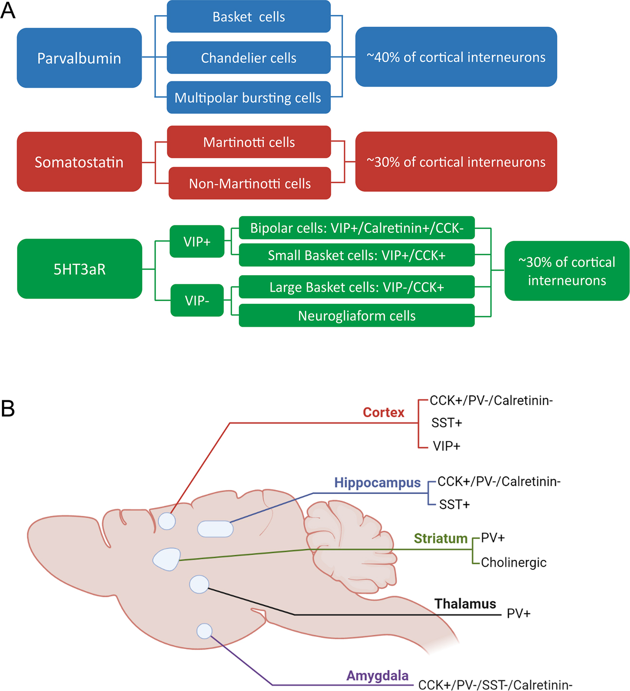Endocannabinoid system in the neurodevelopment of GABAergic ...