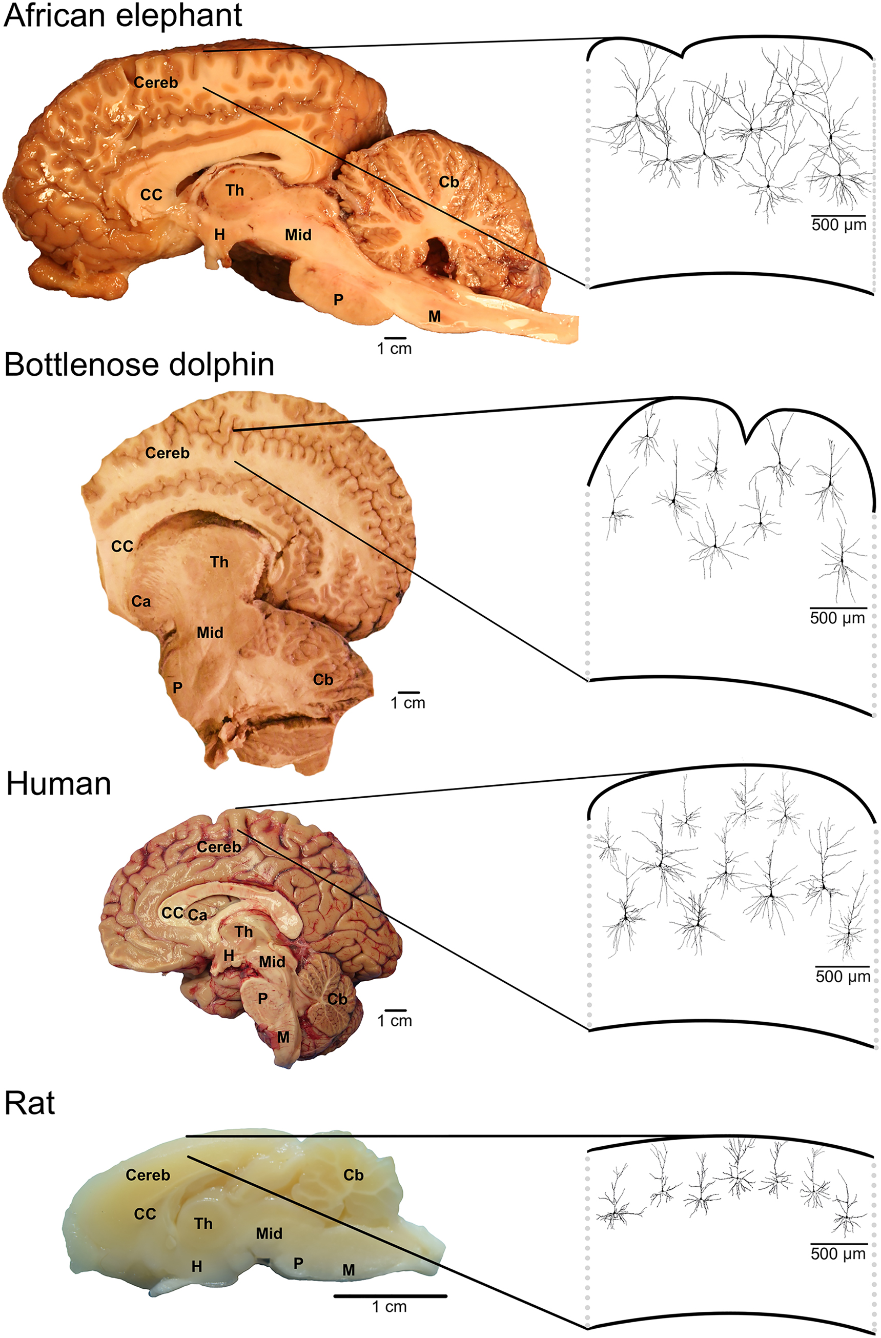Putative neural consequences of captivity for elephants and cetaceans