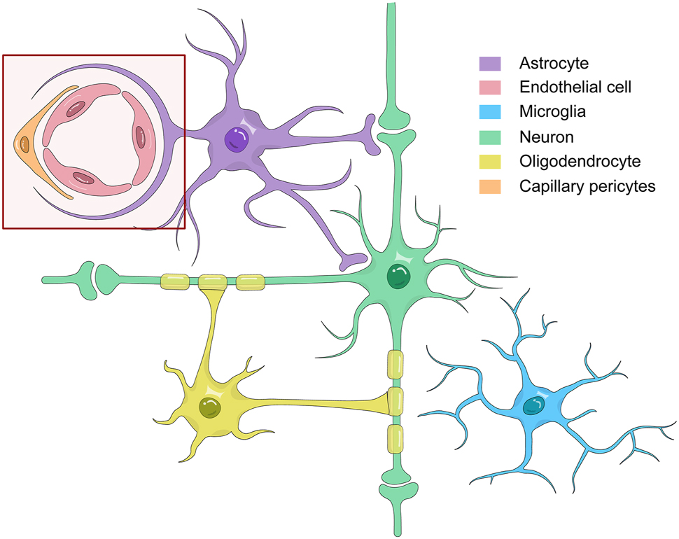 Two-photon microscopy: application advantages and latest progress for ...