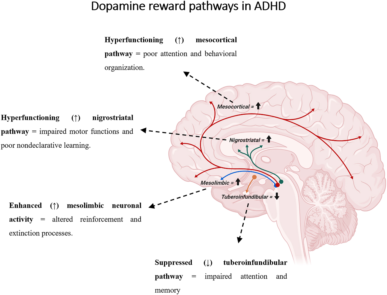 Adult ADHD: it is old and new at the same time – what is it?